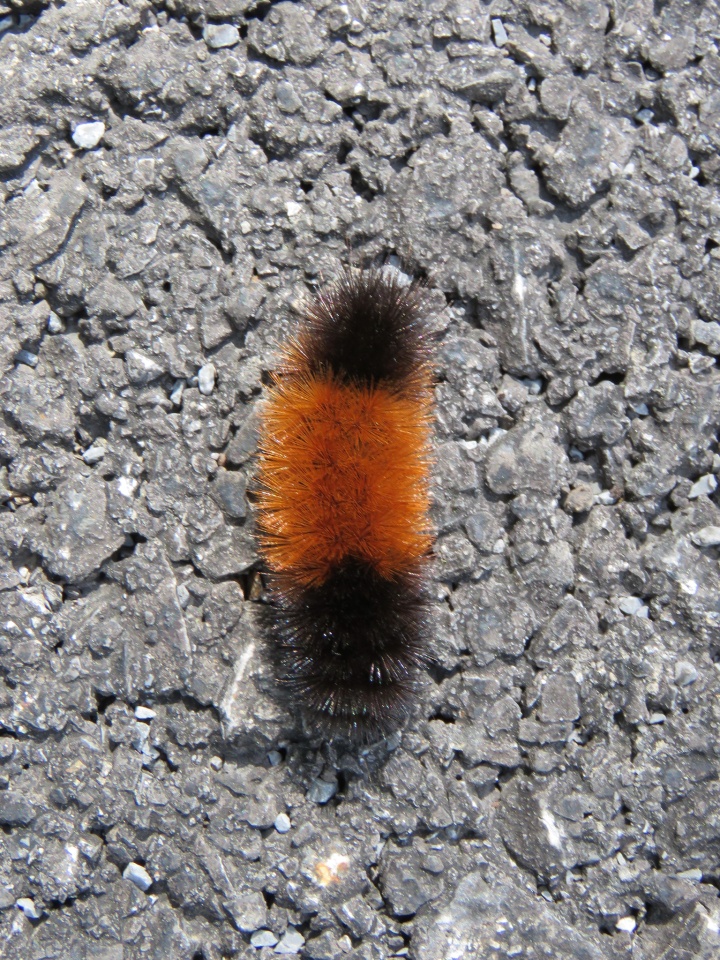 Confessions of a Springtime Woolly Worm | GirlWithACamera | Blipfoto