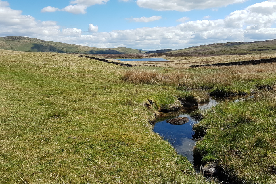 Up and away | rat | Blipfoto