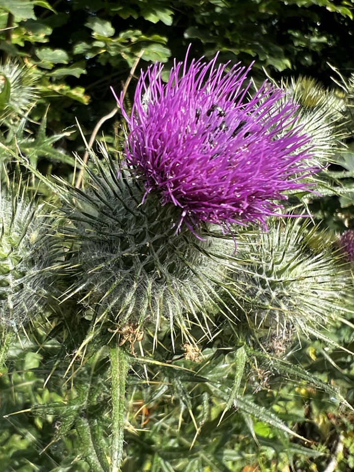 Surprise | Romay | Blipfoto