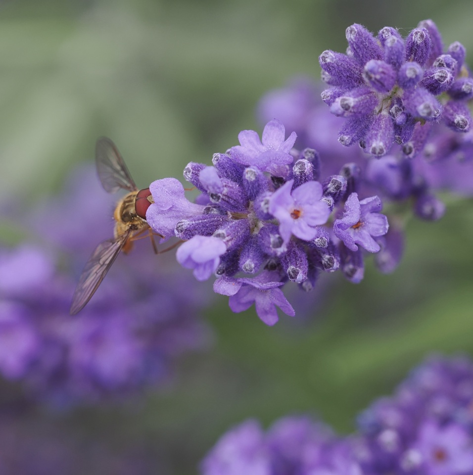 Hovering | Technophobe | Blipfoto