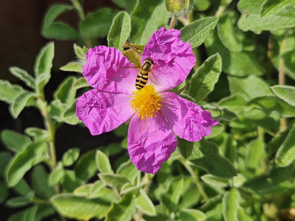 In our back garden today | MarilynParker | Blipfoto