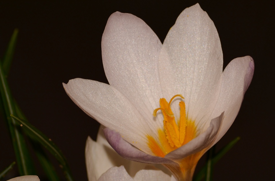 Crocus caspius | TonyG | Blipfoto