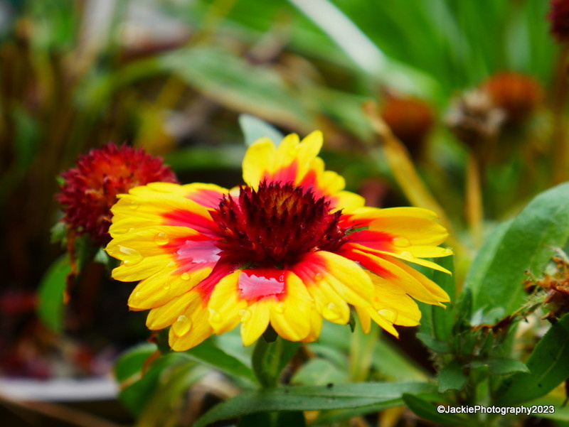 The Gaillardia | ThingsBeautiful | Blipfoto