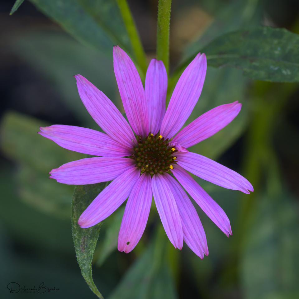 Flowers | dbifulco | Blipfoto