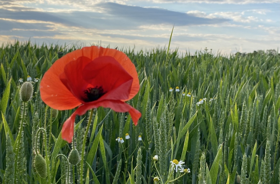 Love them | Alison666 | Blipfoto