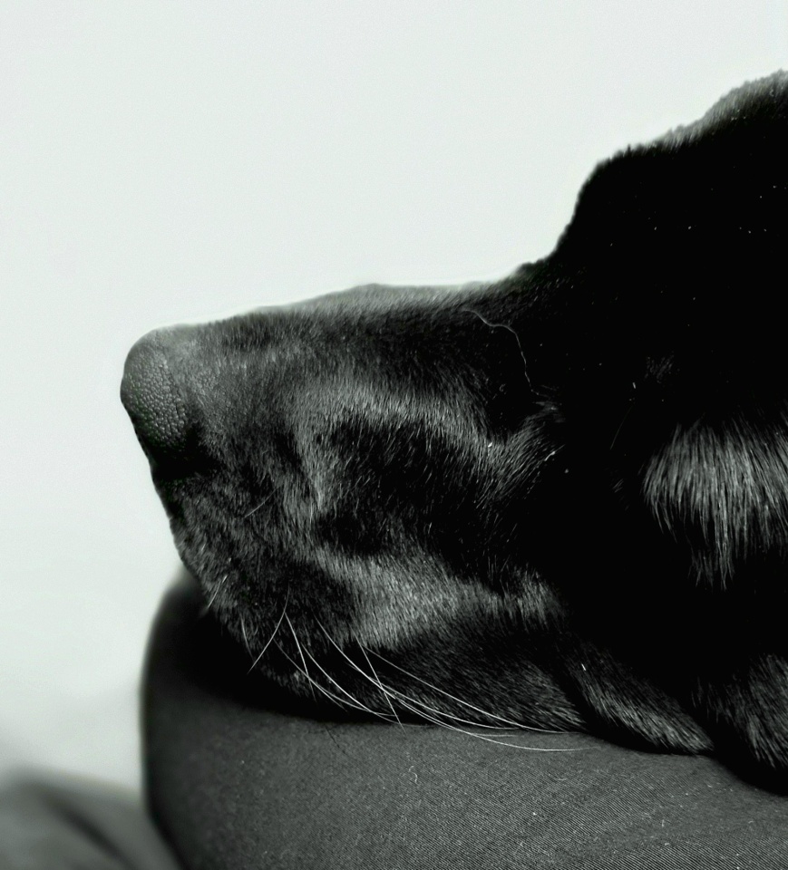 Big nose | snapper | Blipfoto