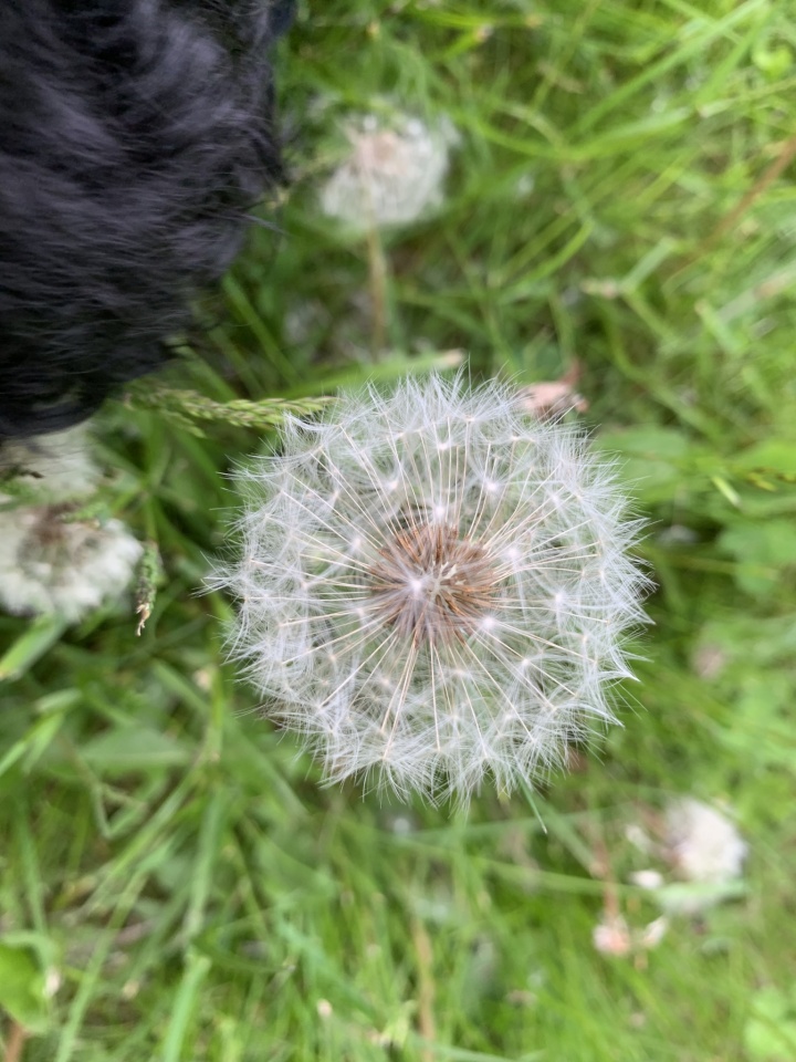 Seed puff ! | scotguide | Blipfoto