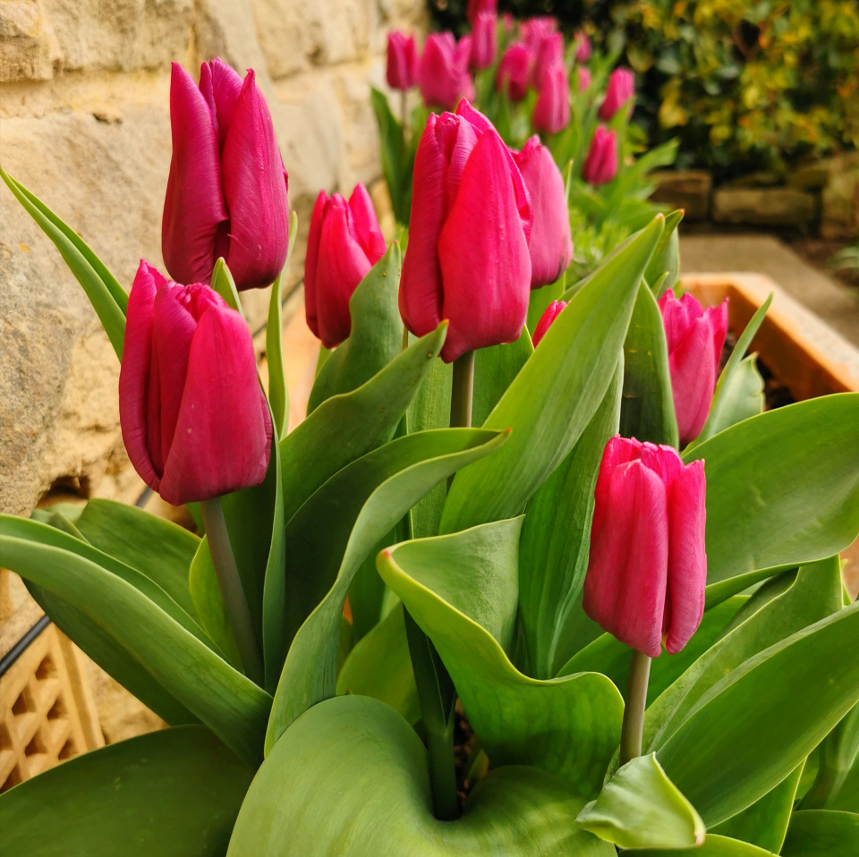 The red tulips... | 60plus11 | Blipfoto