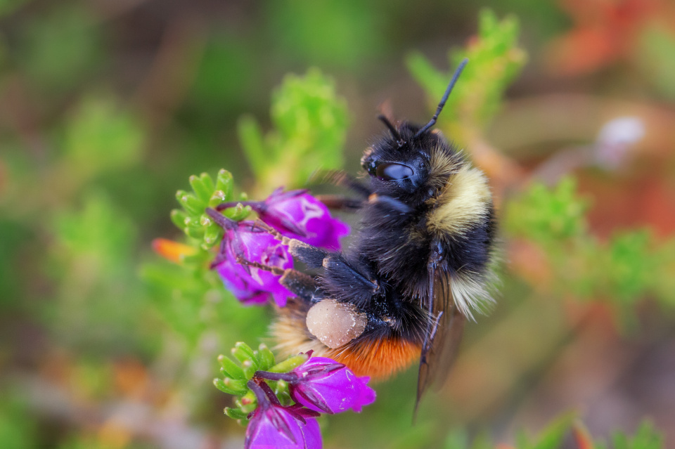 Red-tailed bumblebee | WharfedaleBex | Blipfoto
