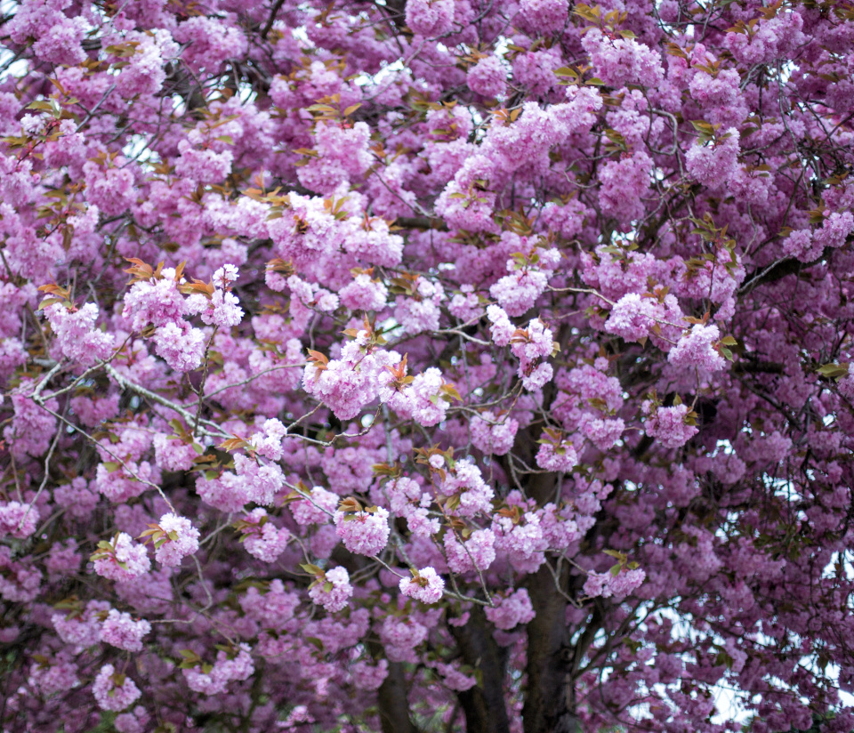 Blossom... | Damnonii | Blipfoto