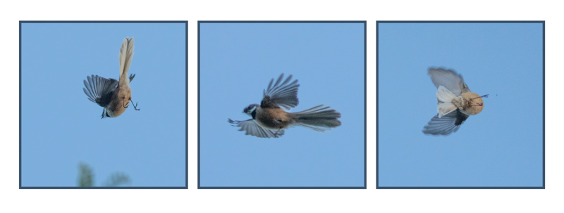 Flitting fantail | twigs | Blipfoto