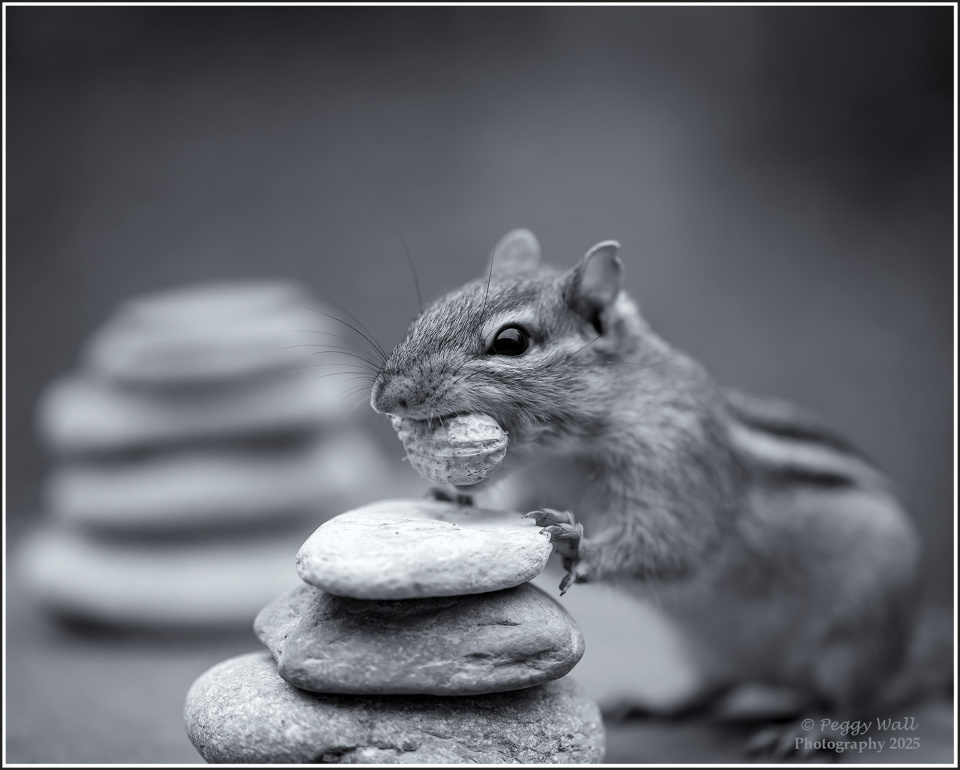 Mono Monday: Week 616 ... | KangaZu | Blipfoto
