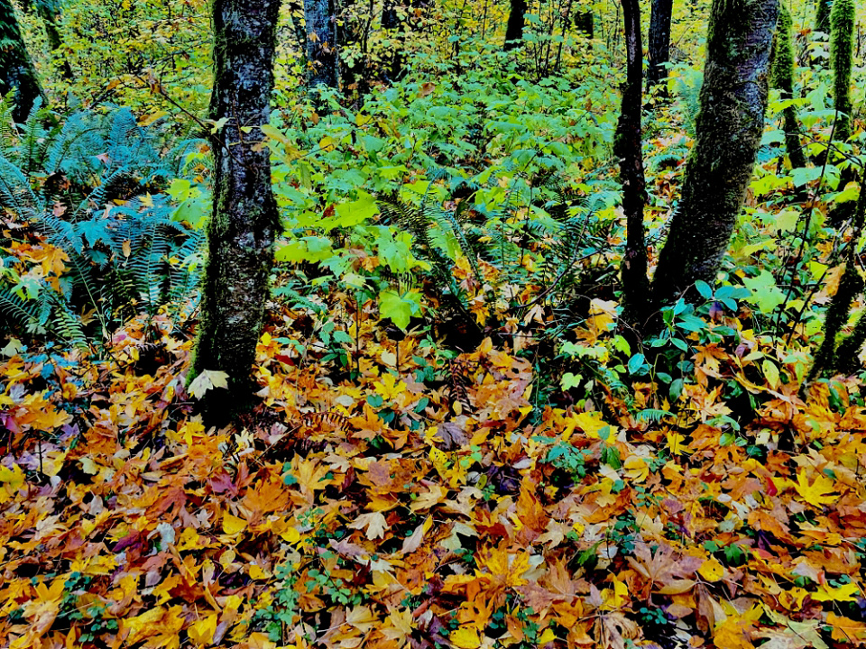 Springbrook Trail | tookie | Blipfoto