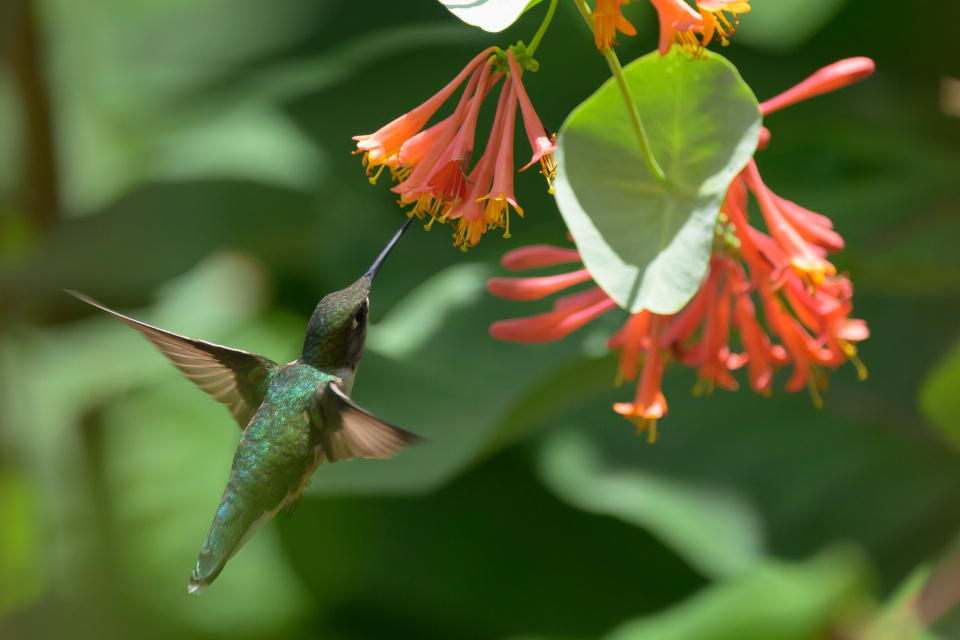 Sweet | dbifulco | Blipfoto