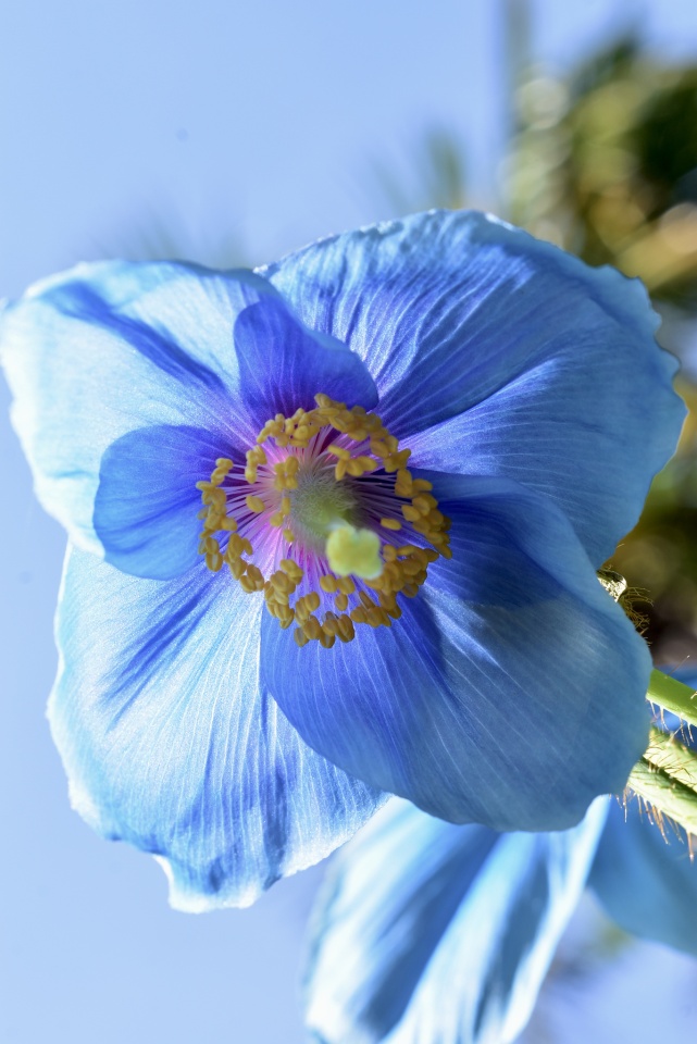 Blue beauty | pixelpixie | Blipfoto