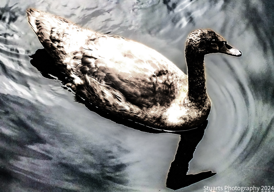 Gosling in a twirl | Stuart46 | Blipfoto