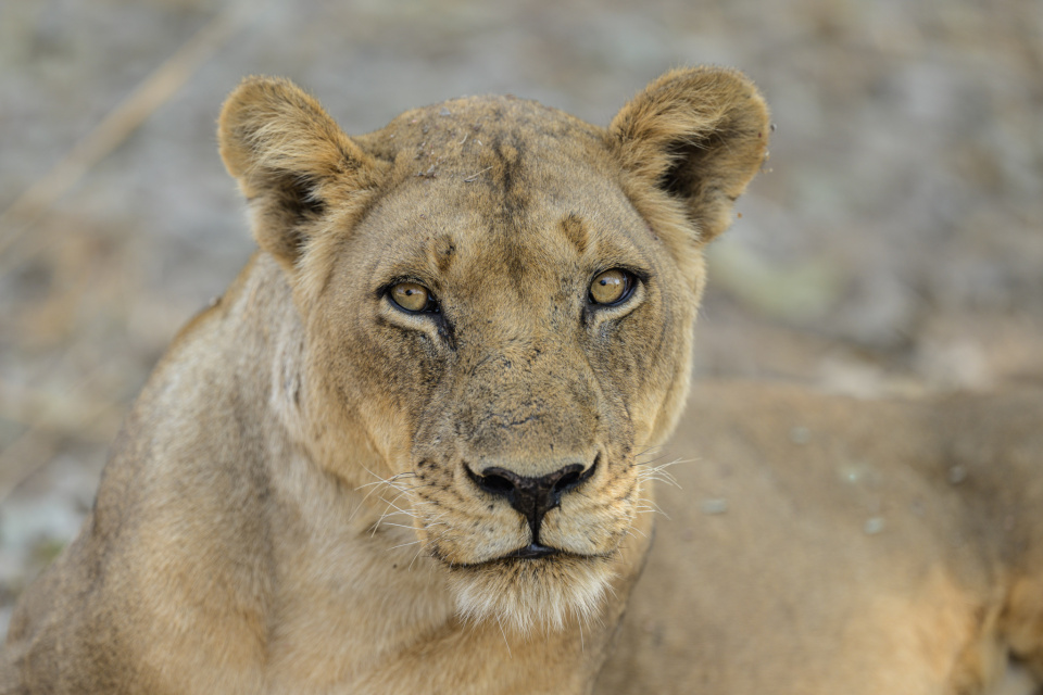 A direct stare | NickyR | Blipfoto