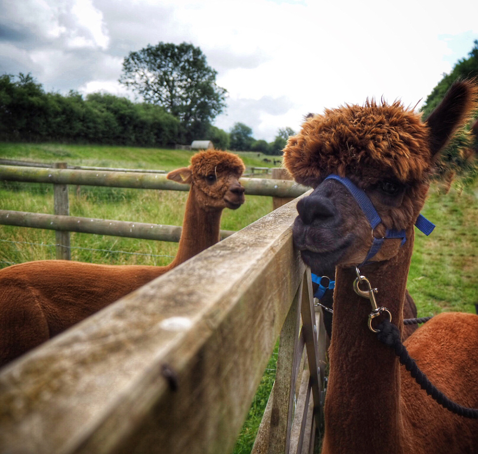 Alpaca trekking | Dancingninja | Blipfoto