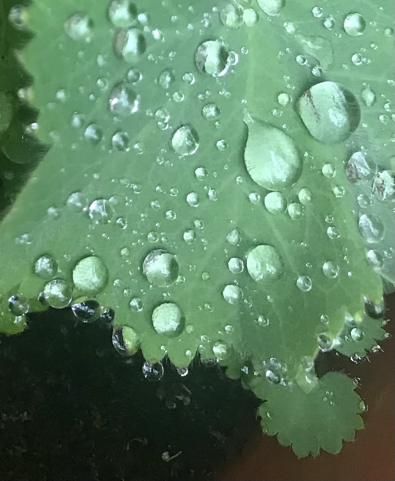 Garden Blip | MissRAble | Blipfoto