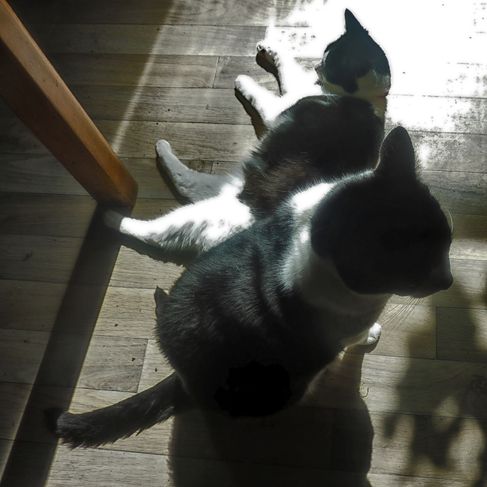 Emergency cat blip....... | meancoast | Blipfoto