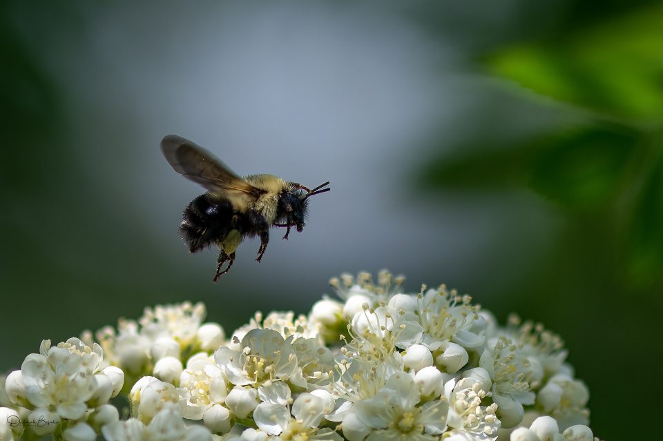 Tiny Flyer | dbifulco | Blipfoto