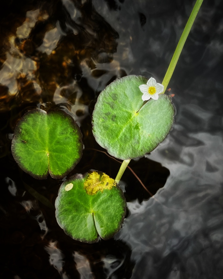 Little Floating Heart | madowoi | Blipfoto