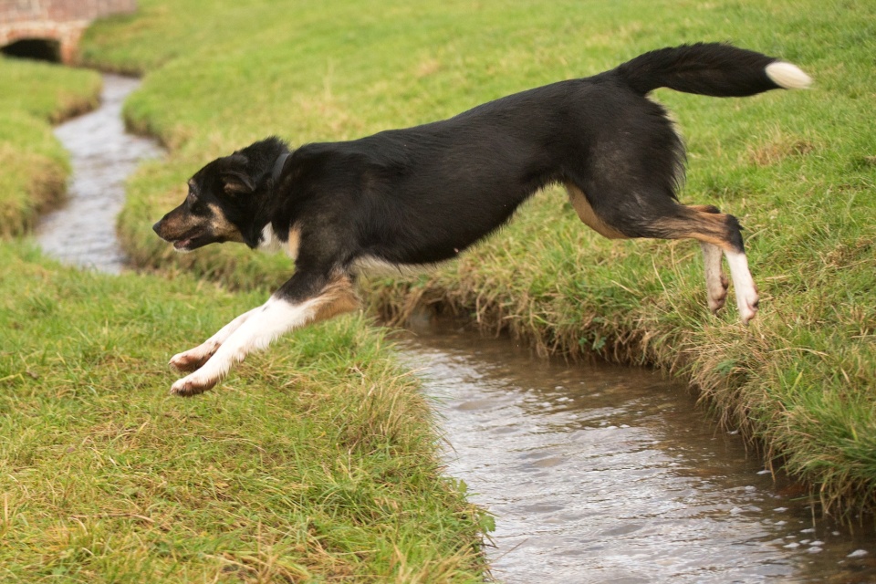 Leap | gladders | Blipfoto