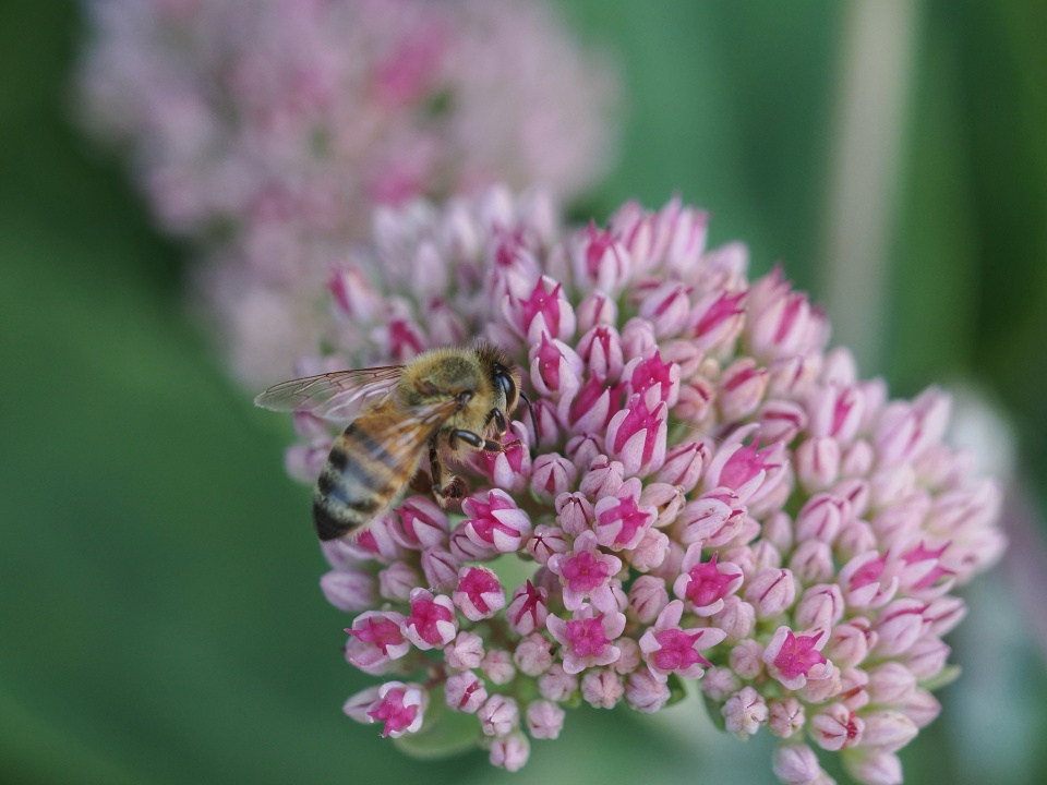 Wild honey | Technophobe | Blipfoto