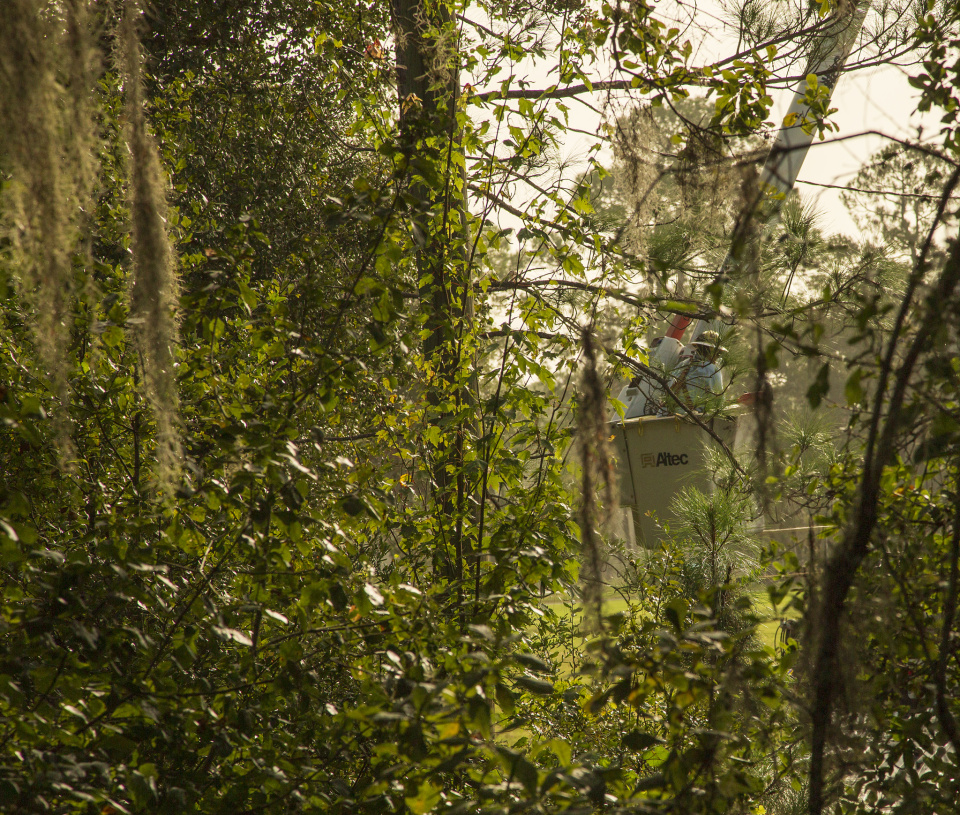 Spotted | bugsman | Blipfoto