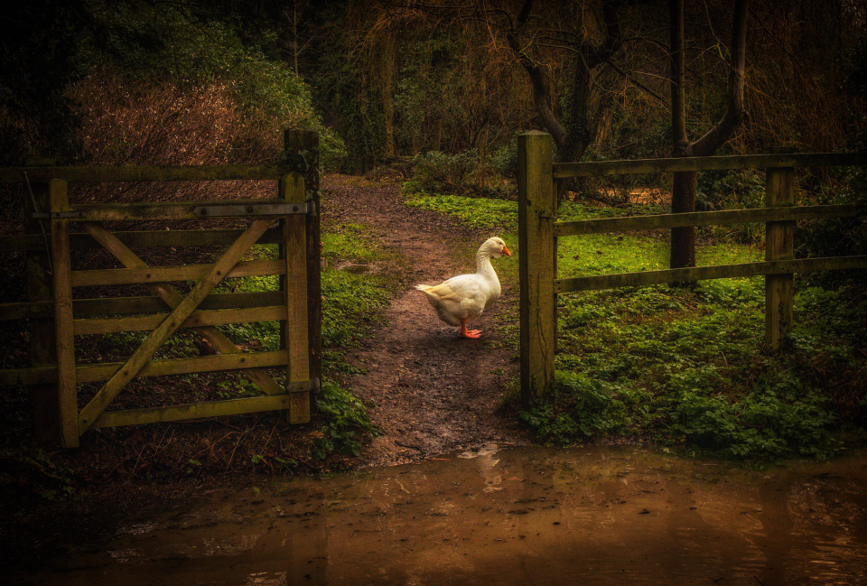 Goose Gate | davidd | Blipfoto