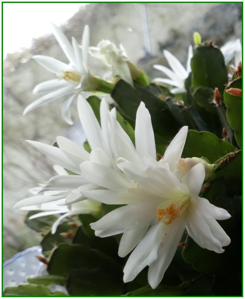 WHITE EASTER CACTI | sunflower | Blipfoto