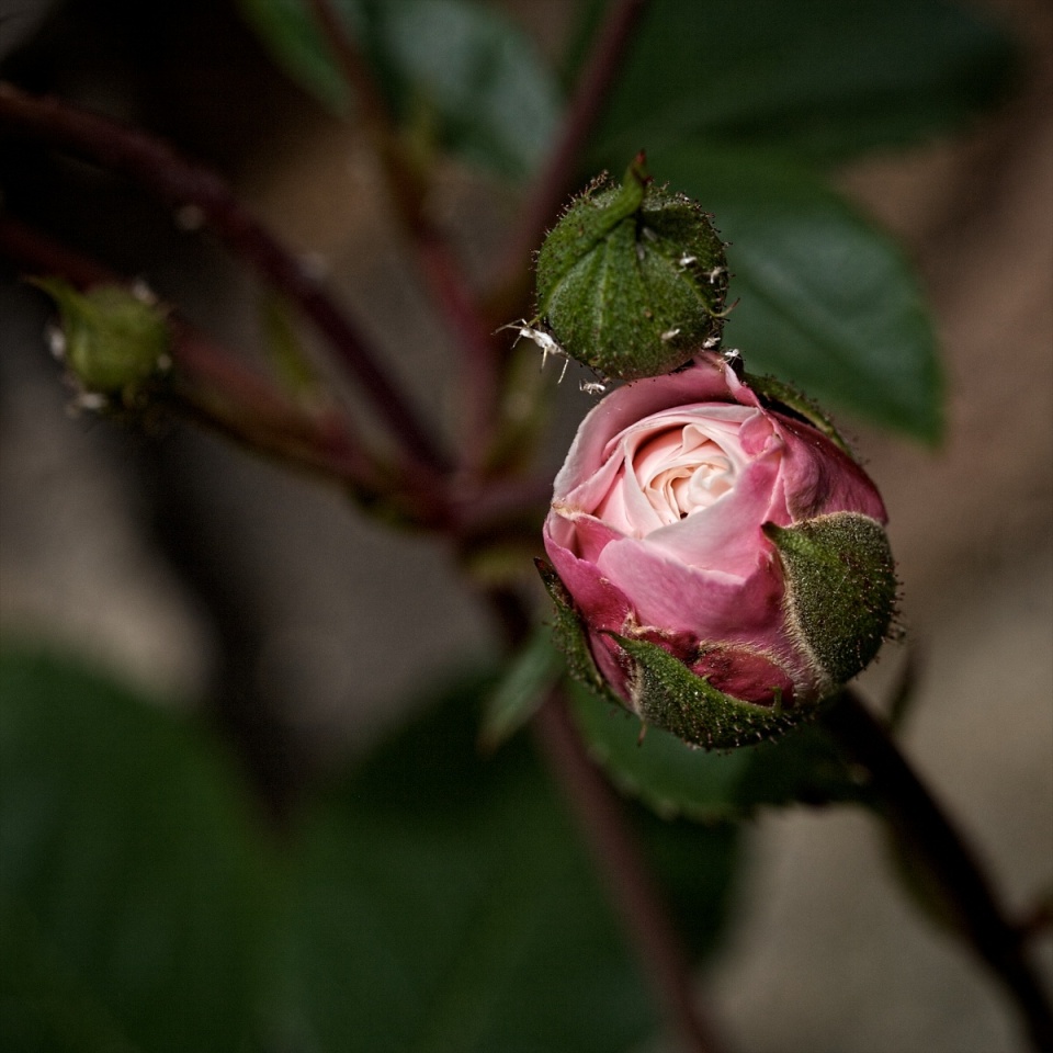 A flooer | Instography | Blipfoto