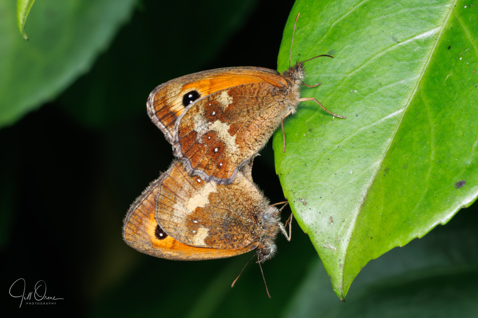 Gatekeeping | JDO | Blipfoto