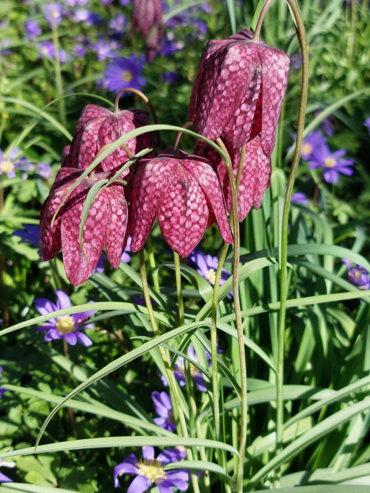 Spring flowers | helenann | Blipfoto