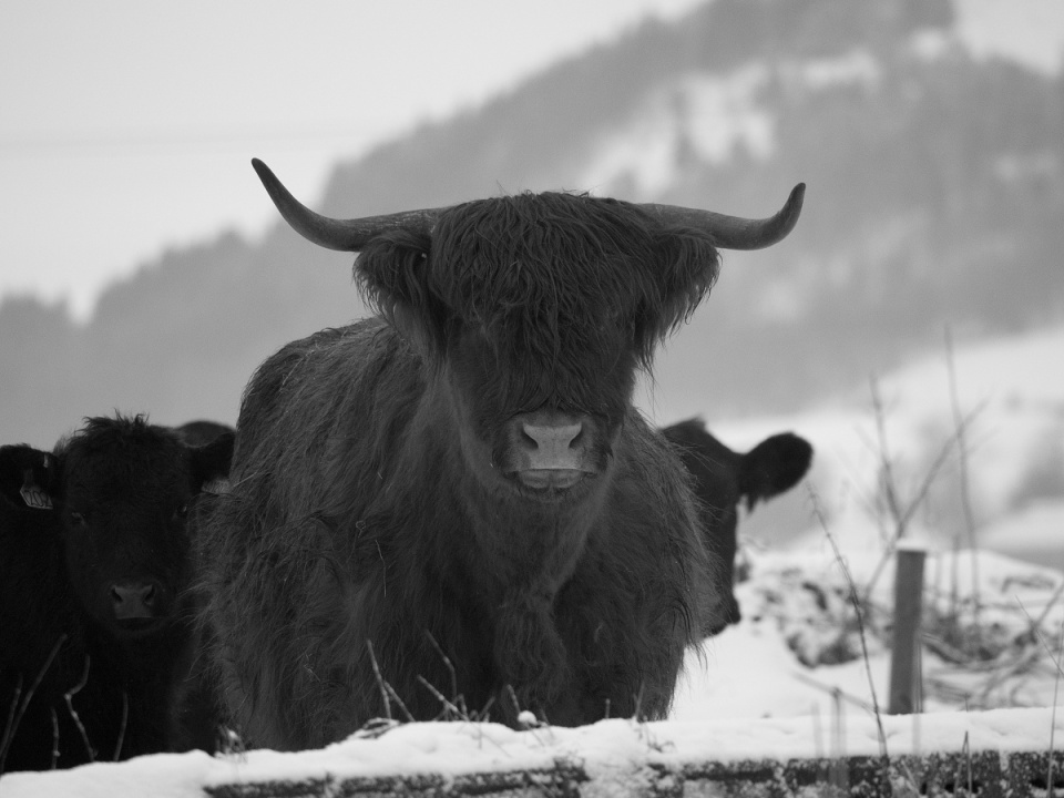 Heilan Coo! | TMac | Blipfoto