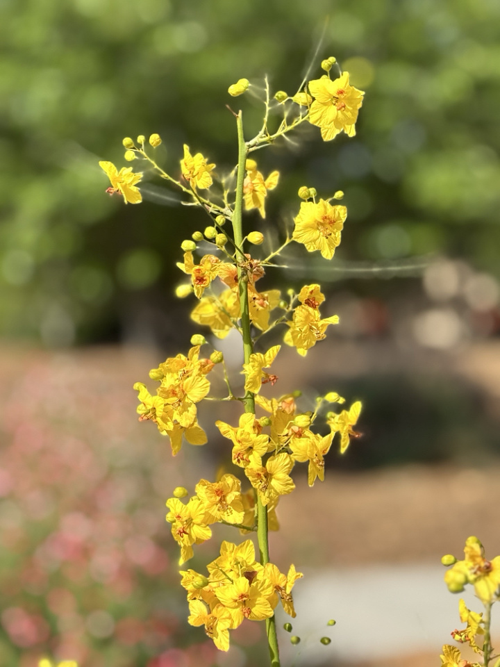 CERCIDIUM “Desert Museum” | simisue | Blipfoto