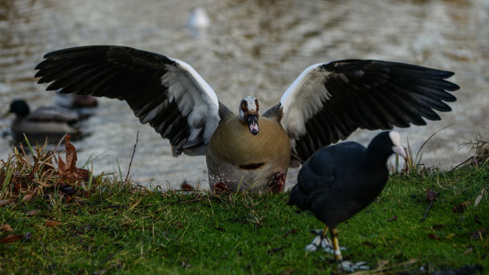 Eagle Pond: Boo FROM a Goosle | Chamaeleo | Blipfoto