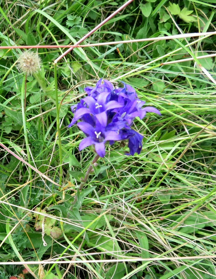 Clustered Bellflower | vince193 | Blipfoto
