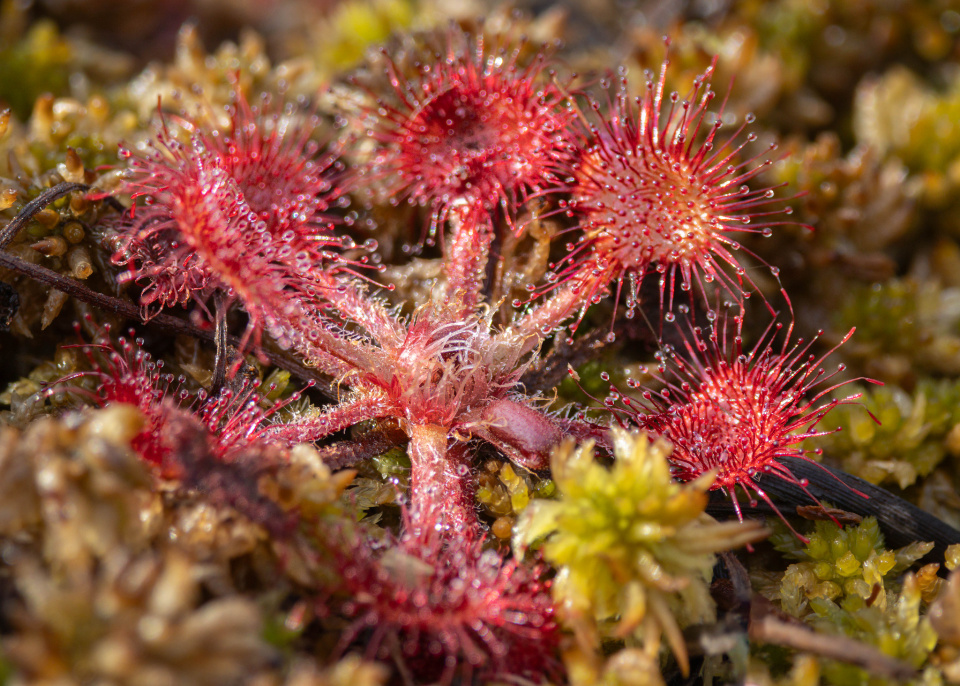 Sundew | DawnP | Blipfoto