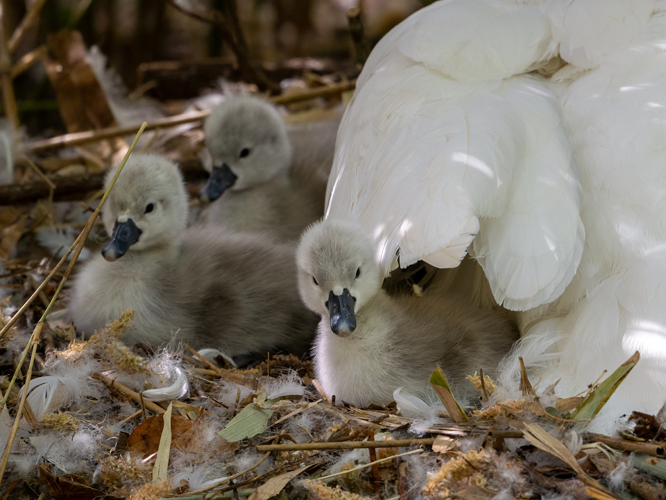 Irresistibly Cute | AH14 | Blipfoto