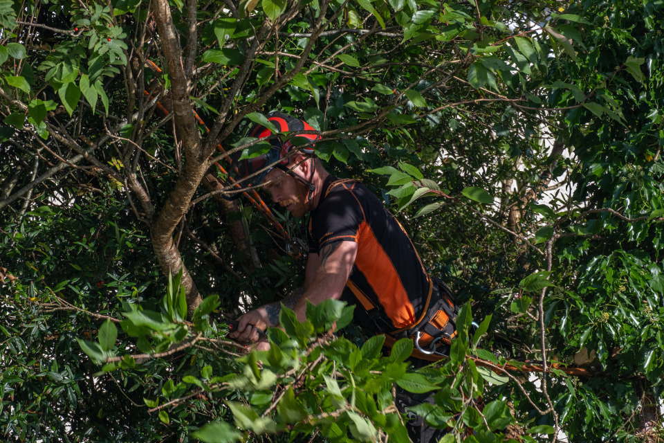 Steve in the Cherry tree | MotherShipton | Blipfoto