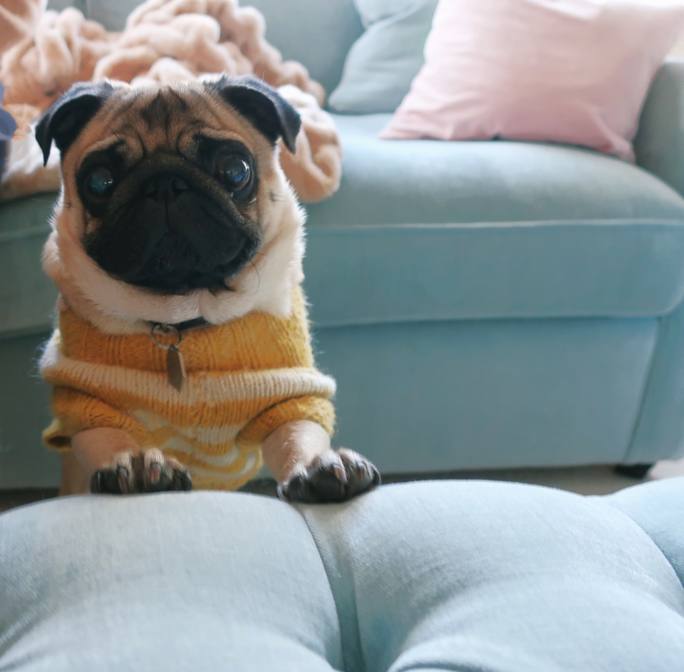 Dougie Dougster | spishy | Blipfoto