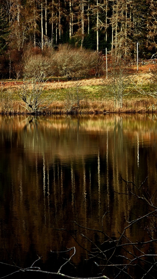 All Gold | snapper | Blipfoto