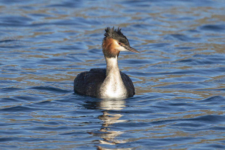 Miss Grebe | twigs | Blipfoto