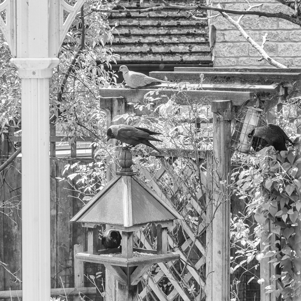 Too Many Jackdaws | fitzbilly | Blipfoto