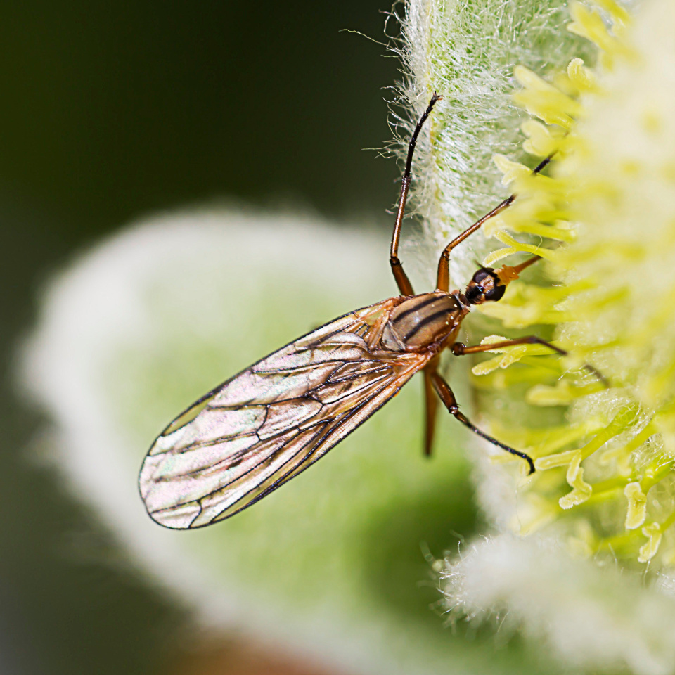 Empid fly............. unless you know different. | JeanSnaps | Blipfoto