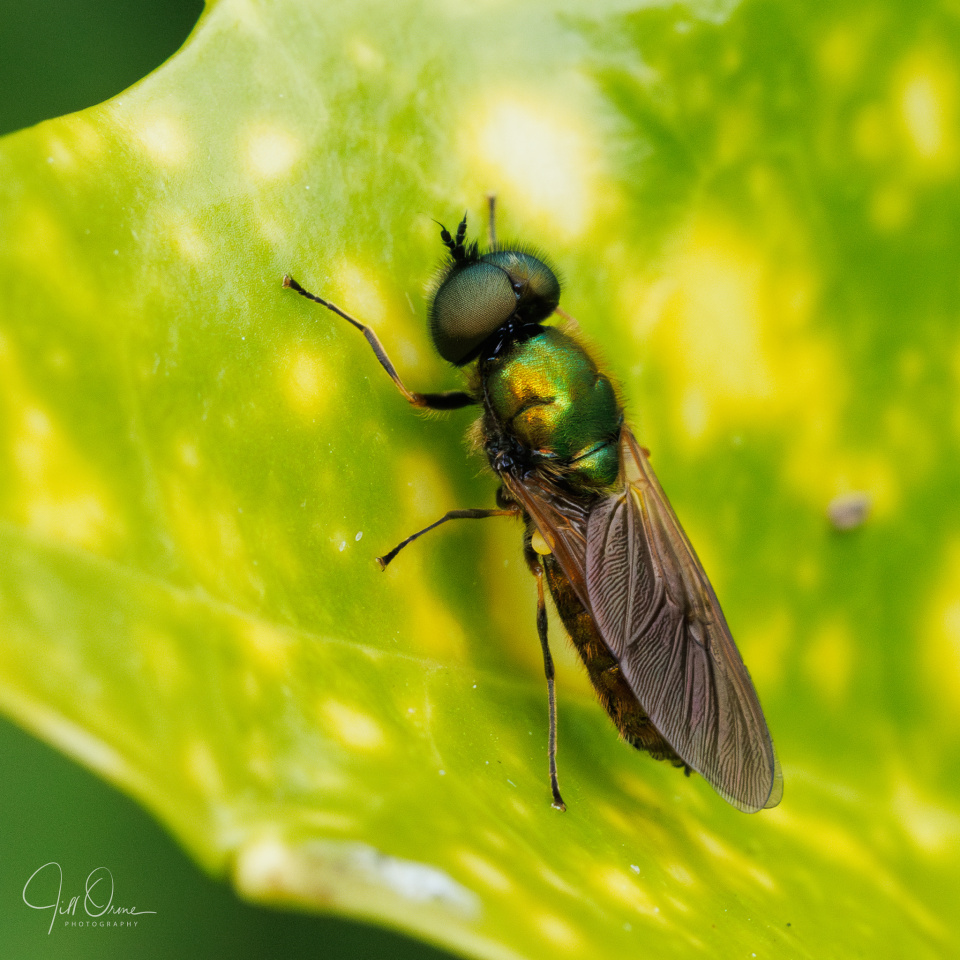 Sang-froid | JDO | Blipfoto