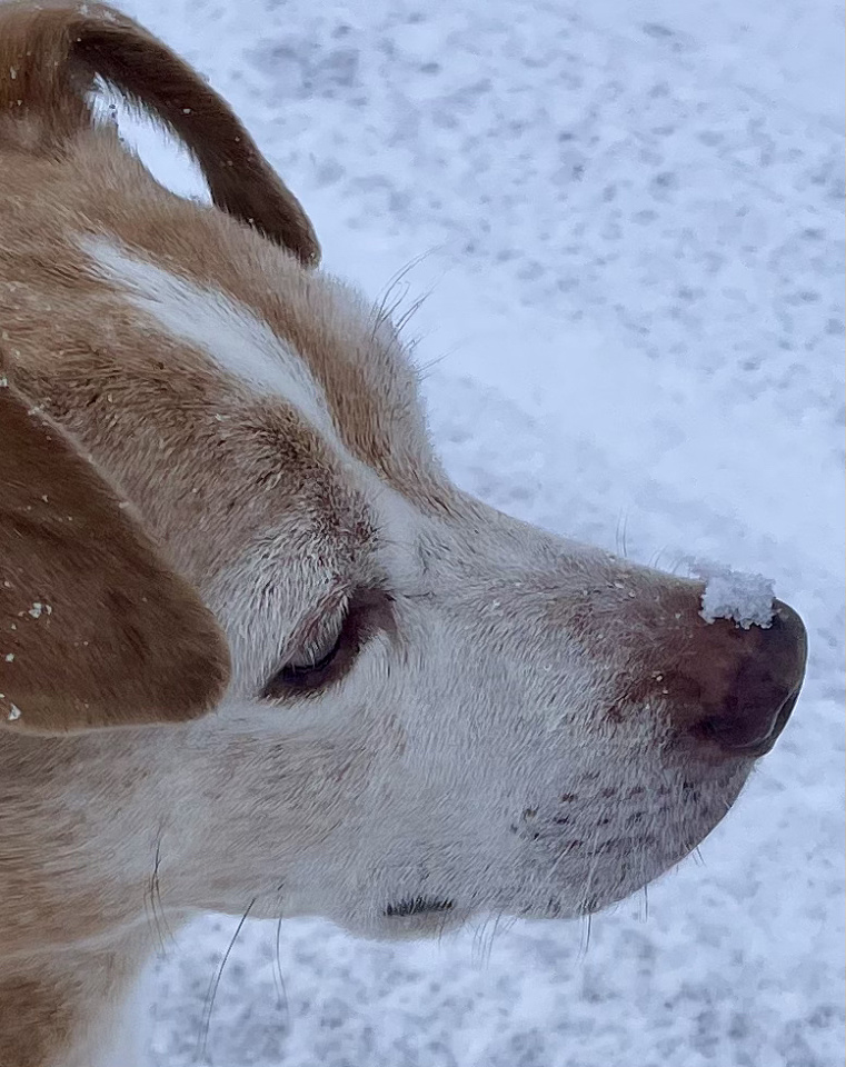 Surprise snow | stillandknow | Blipfoto