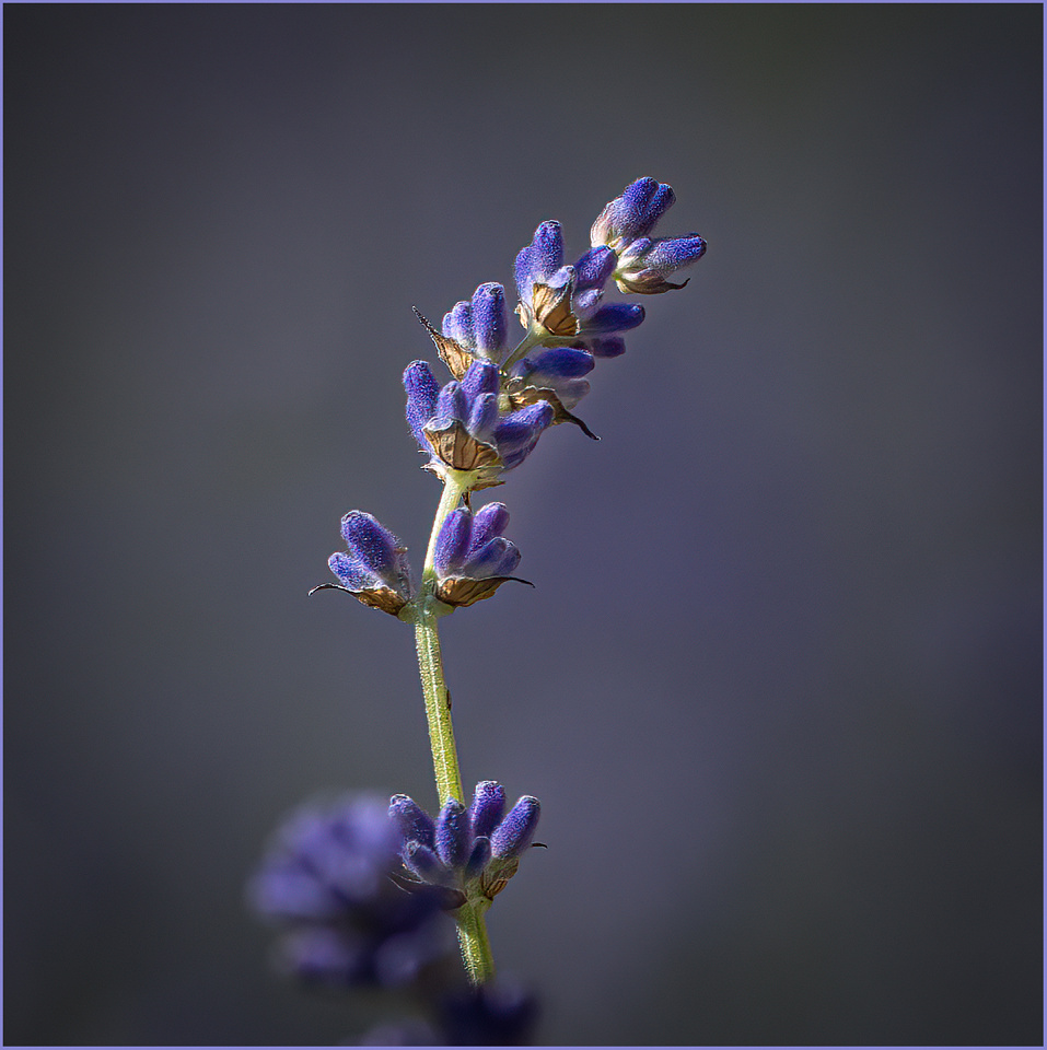 Flower Friday: Lavender | davidc | Blipfoto