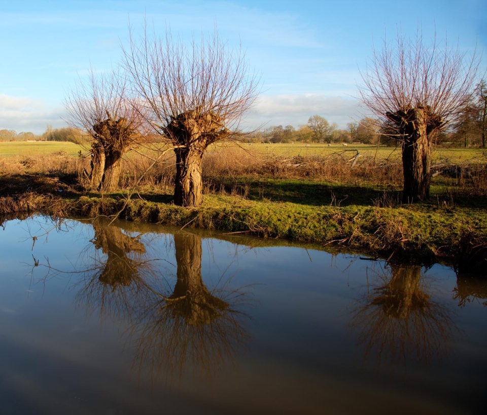 Willow reflections | LooseCanon | Blipfoto